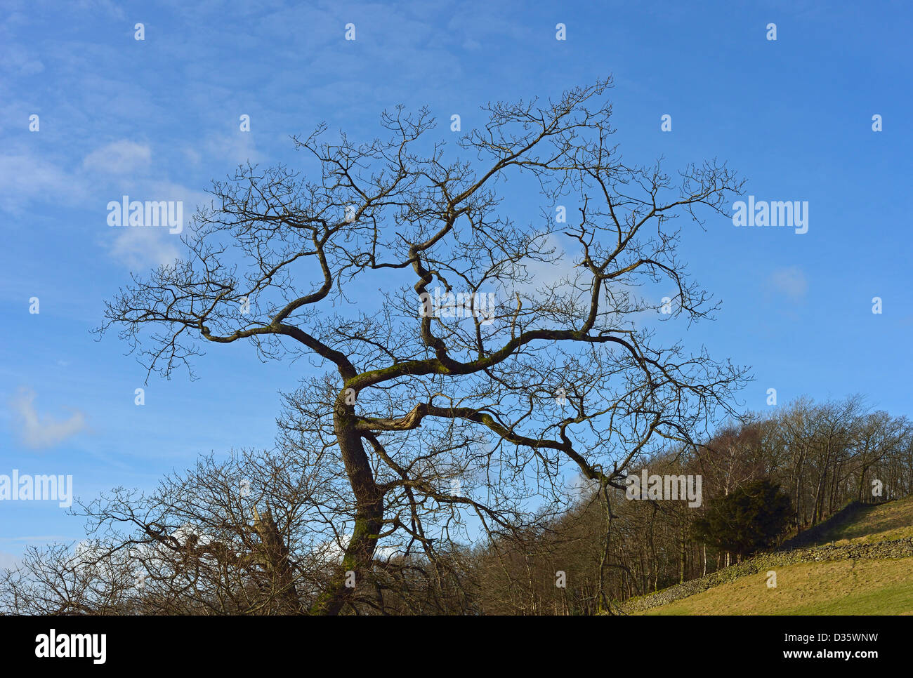 Tree in winter. Common Farm, Windermere, Lake District National Park ...