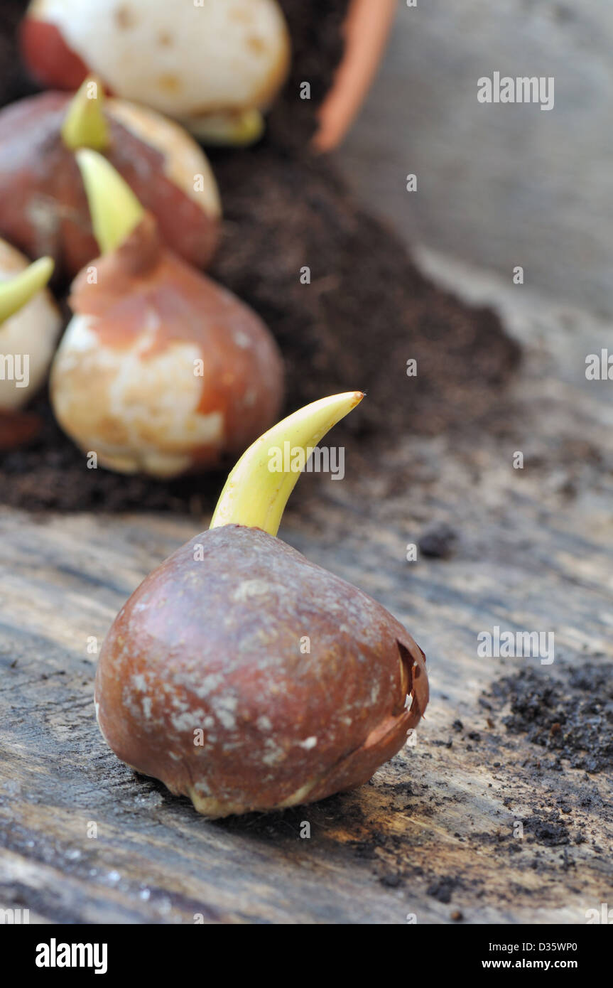 germination of a tulip bulb in front of an overturned earthenware pot ...
