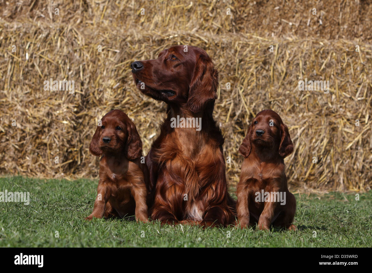 Dog Irish Setter / Red Setter adult and two puppies in a field Stock ...
