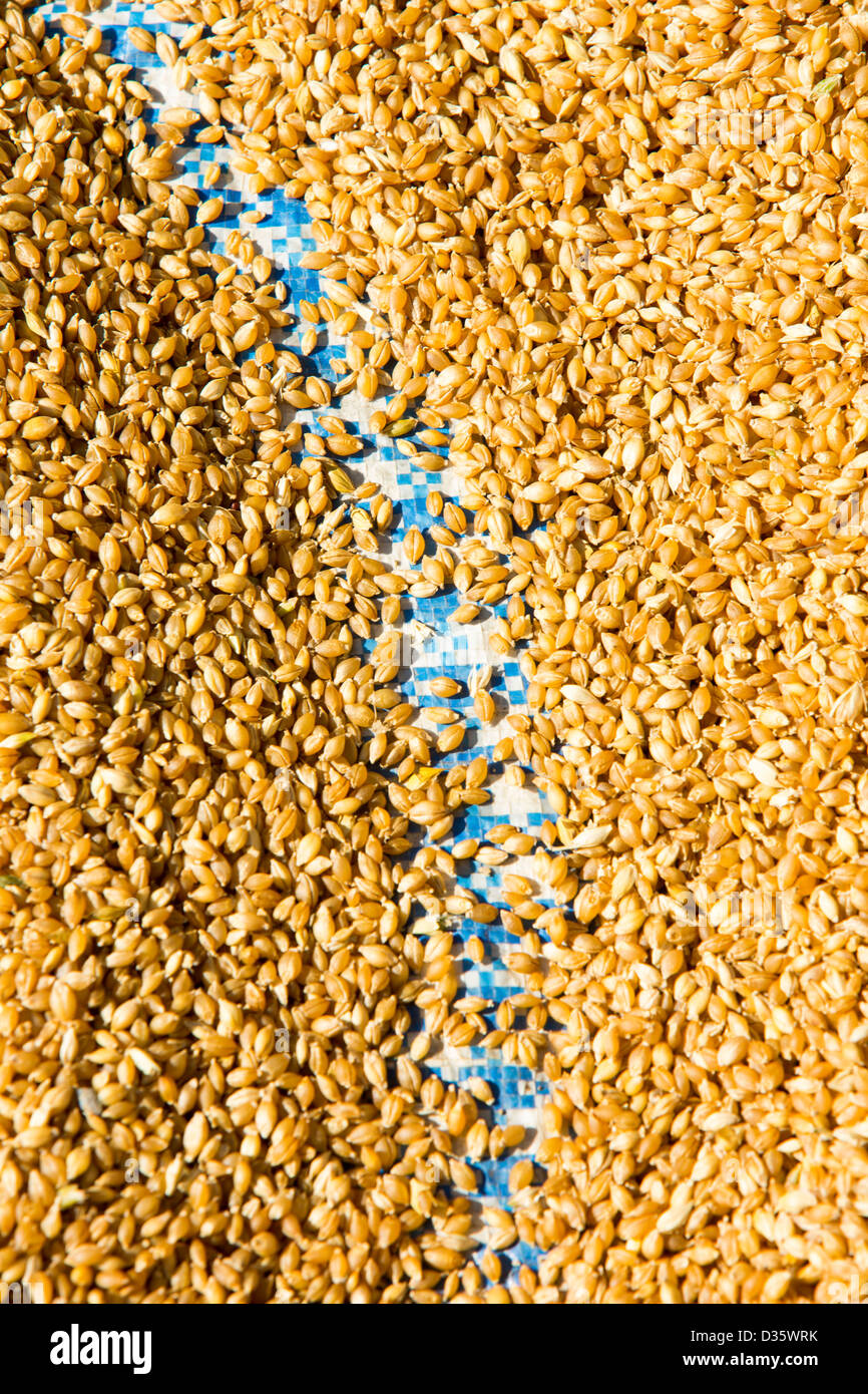 Rice drying hi-res stock photography and images - Alamy