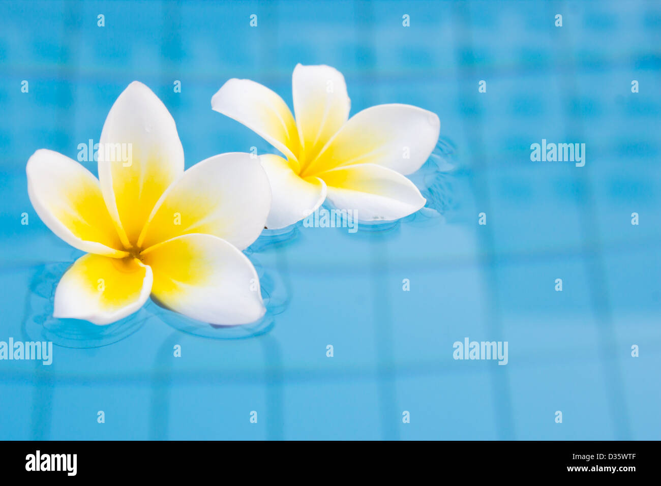 Flower On Water Stock Photo - Alamy