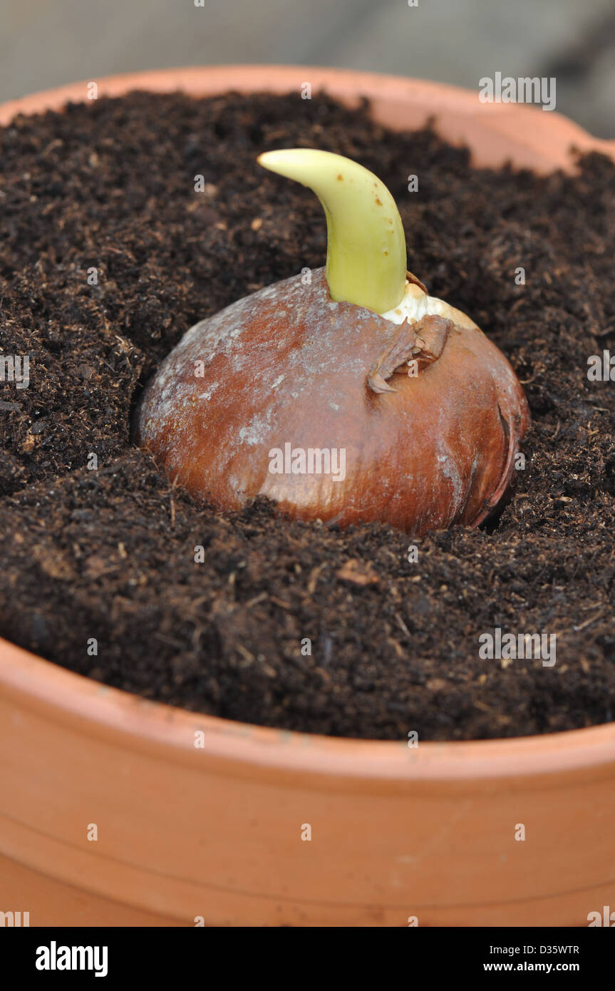 Bulb planting pot hi-res stock photography and images - Alamy