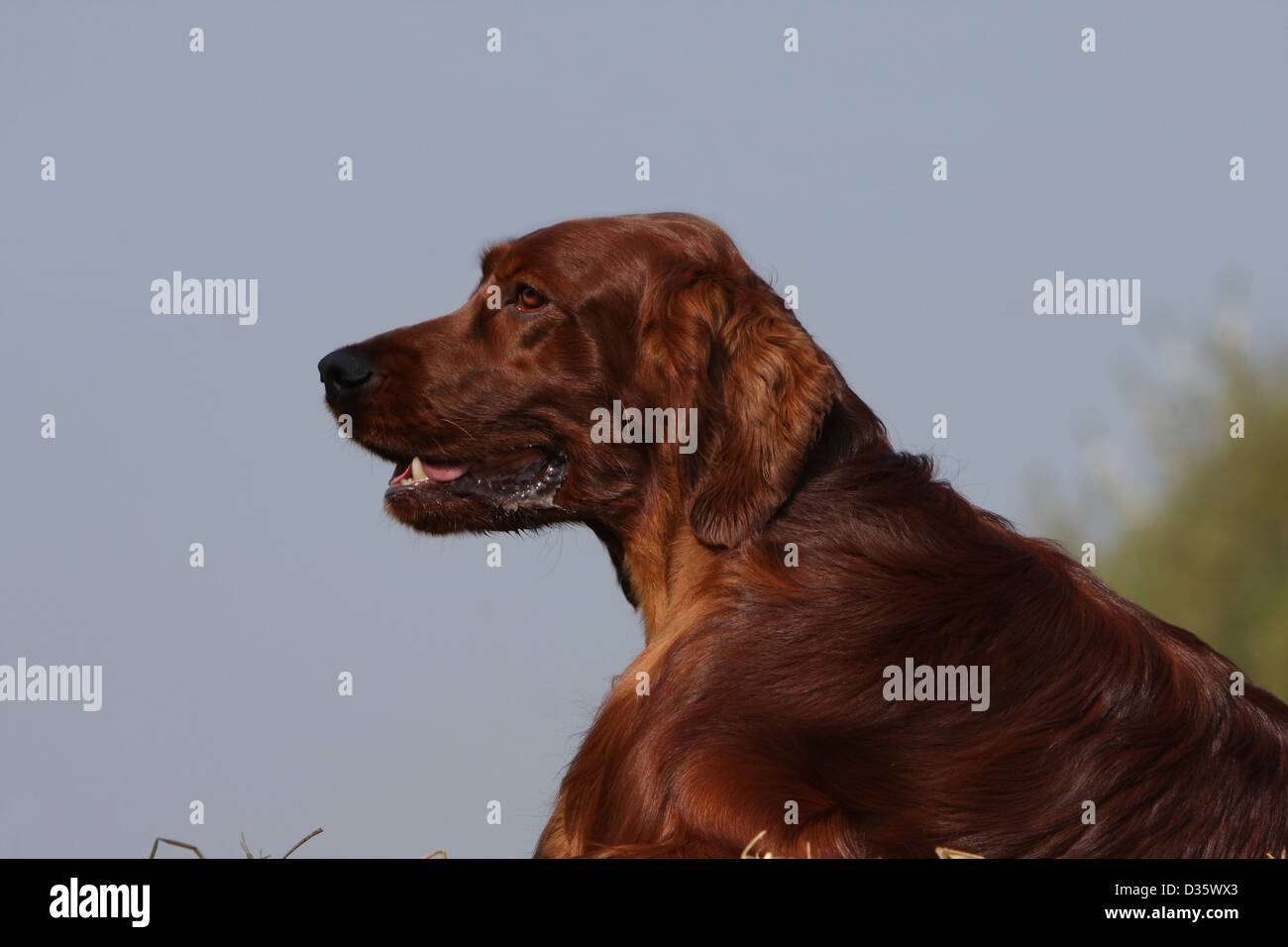 Dog Irish Setter / Red Setter adult portrait profile Stock Photo - Alamy
