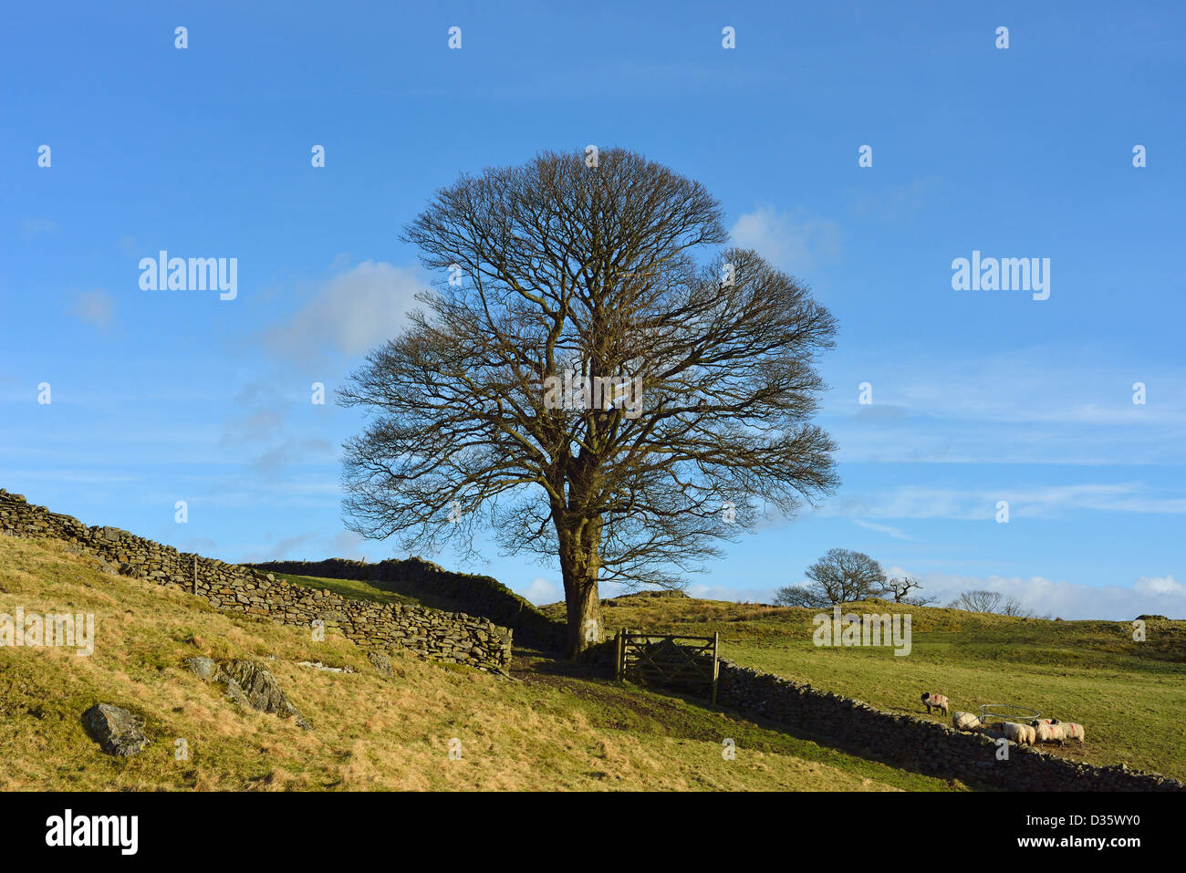 Common Farm in winter. Windermere, Lake District National Park, Cumbria ...