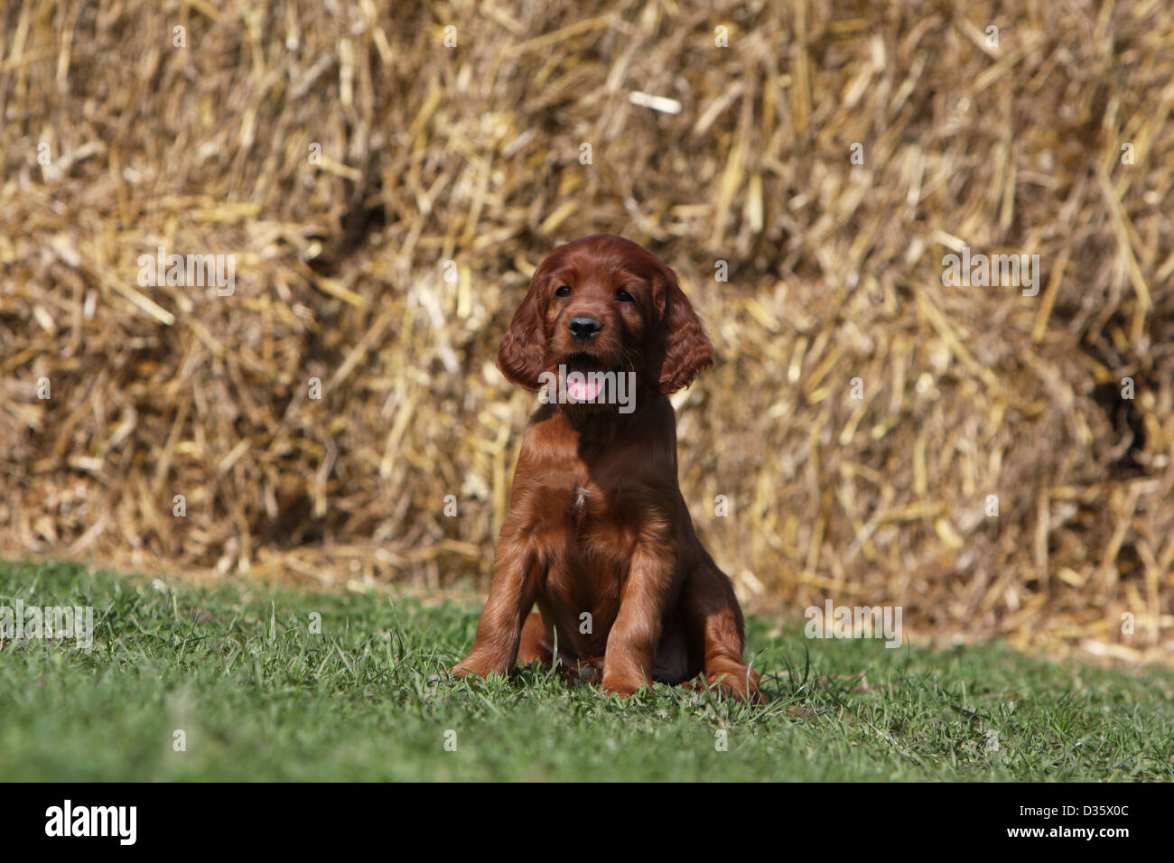 Cute Irish Setter Face High Resolution Stock Photography and Images - Alamy