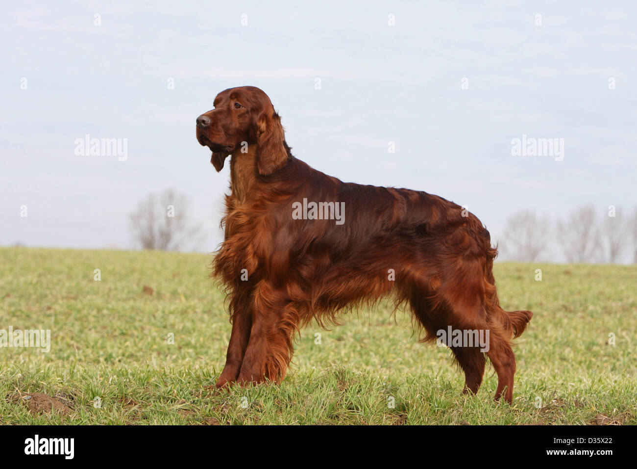 Dog Irish Setter / Red Setter adult standing profile in a field Stock ...