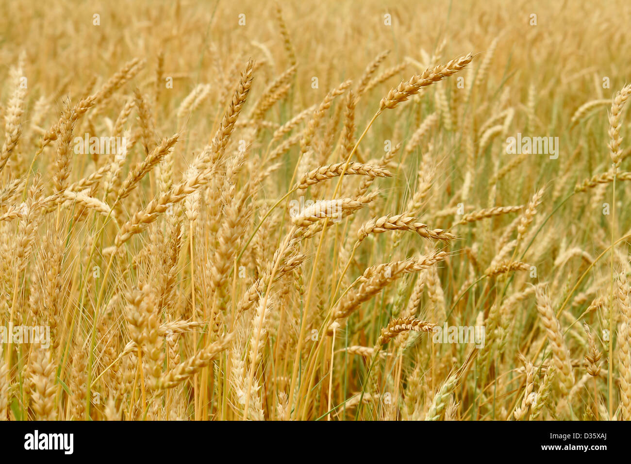 Grain field background Stock Photo - Alamy