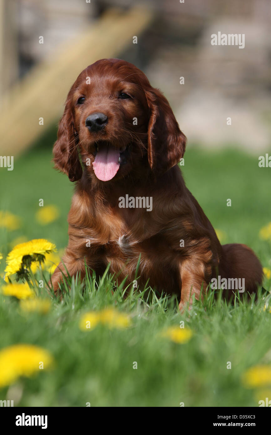 Dog Irish Setter / Red Setter puppy sitting in a meadow Stock Photo - Alamy