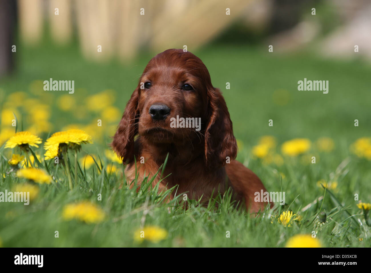 Dog Irish Setter / Red Setter puppy lying in a meadow Stock Photo - Alamy