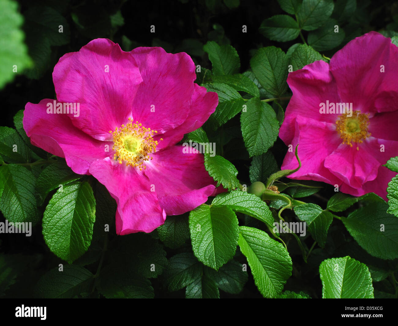 Brier trees hi-res stock photography and images - Alamy