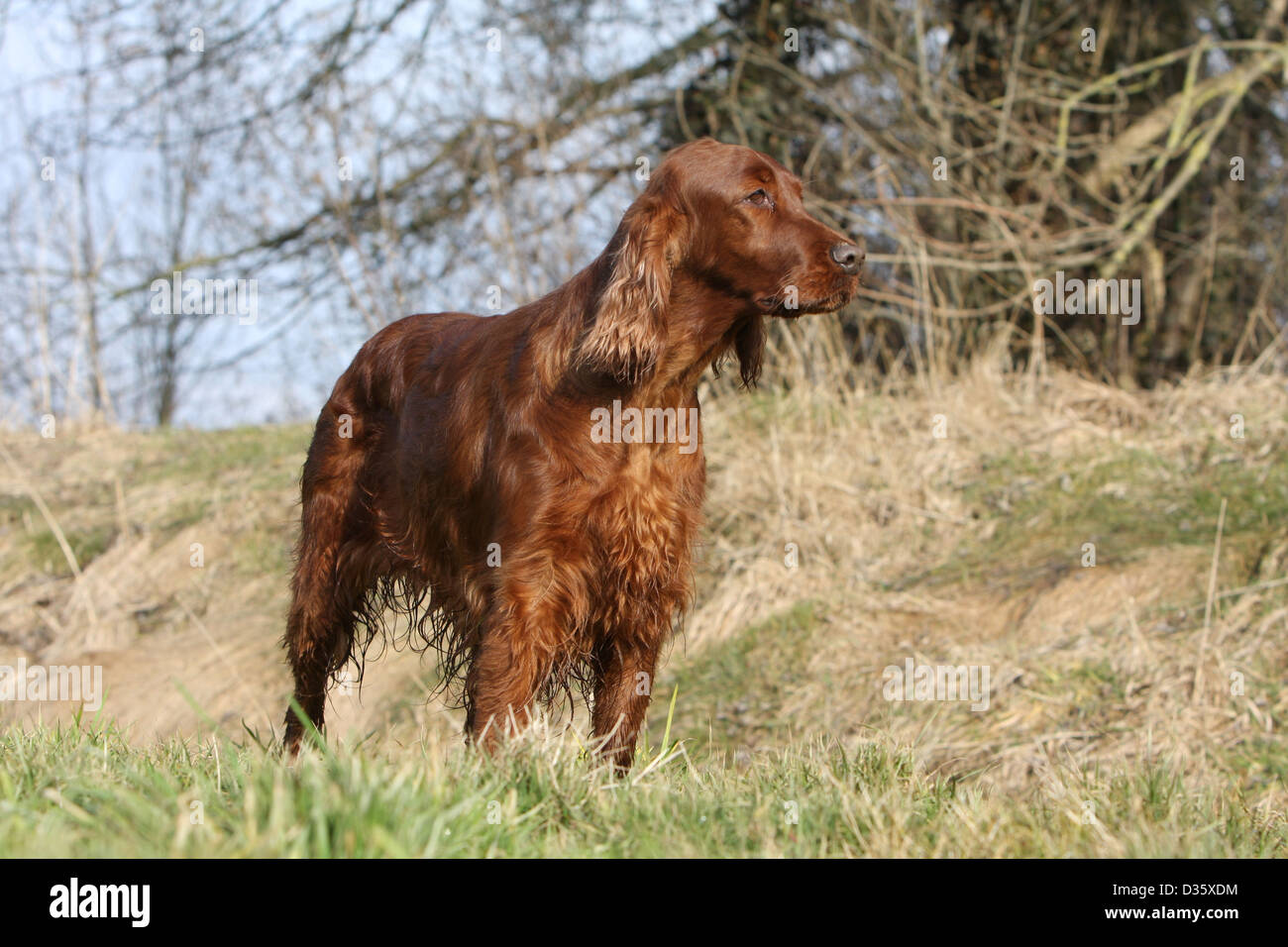 Dog Irish Setter / Red Setter adult standing profile in a meadow Stock ...