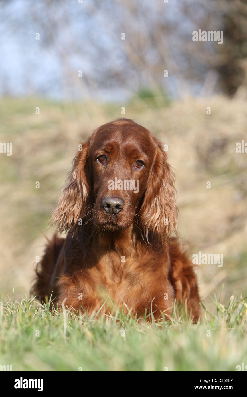 Dog Irish Setter / Red Setter adult lying in a meadow Stock Photo - Alamy