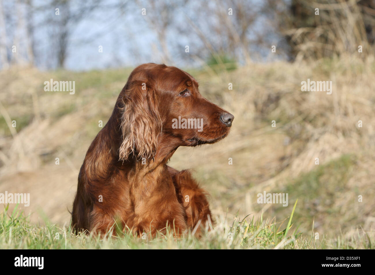 Setter irlandais hi-res stock photography and images - Alamy