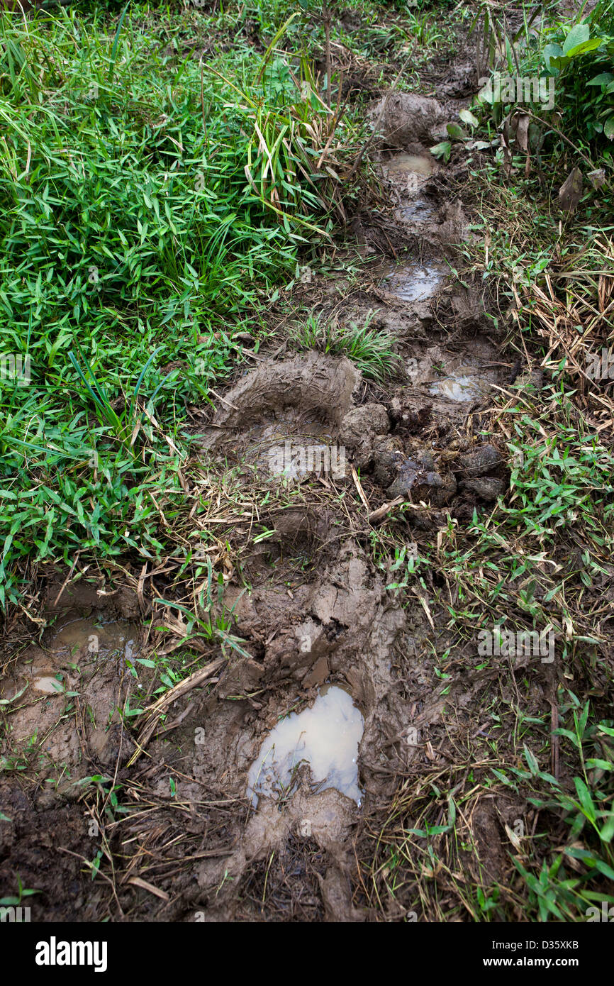 CONGO, 29th Sept 2012: Fresh forest elephant footprints on the forest ...