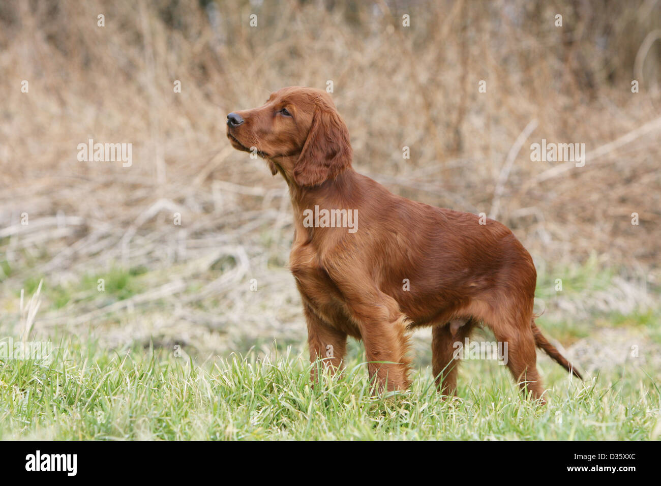 Lovely looking red setter hi-res stock photography and images - Alamy