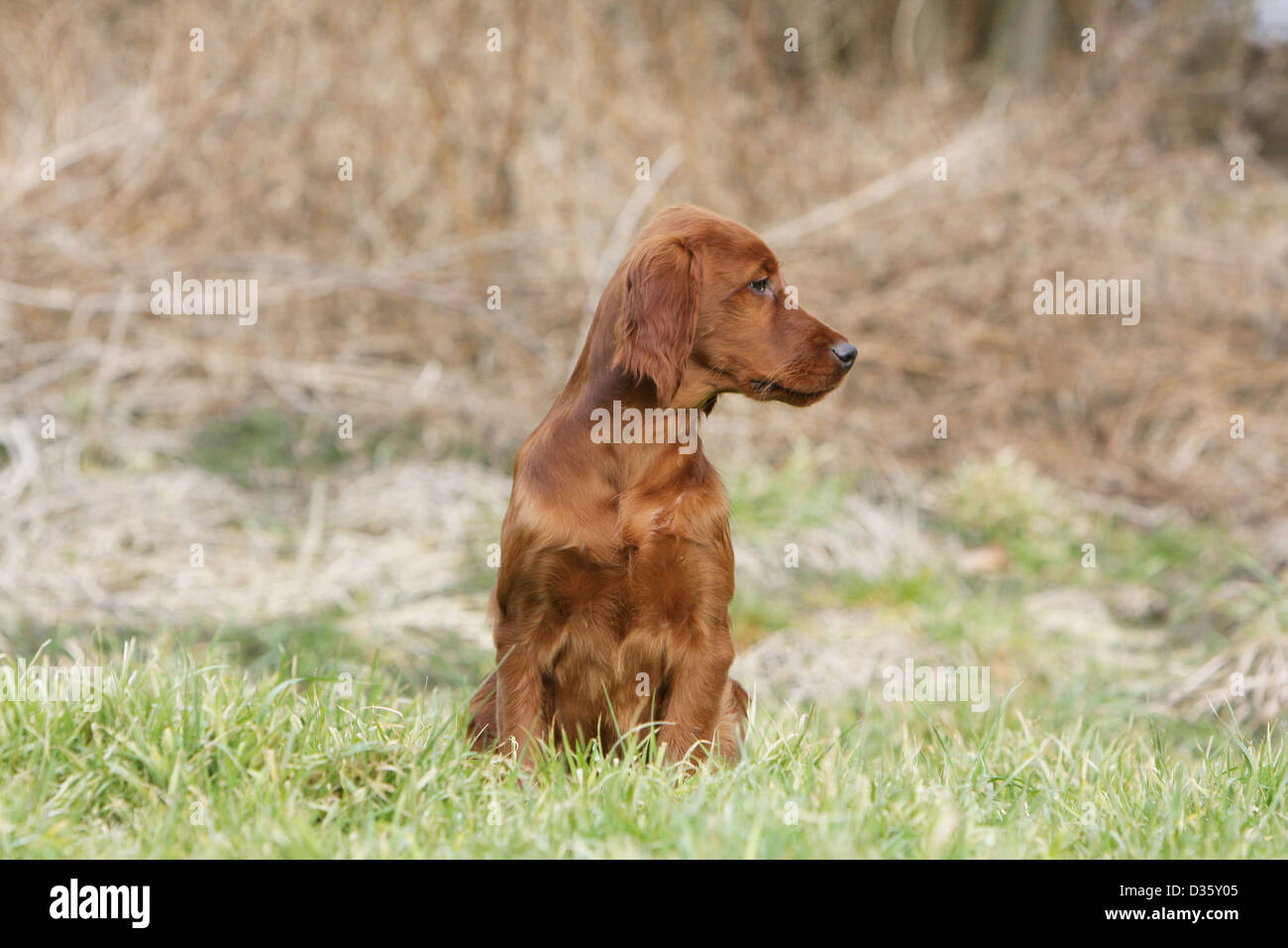 Dog Irish Setter / Red Setter puppy sitting in a field Stock Photo - Alamy