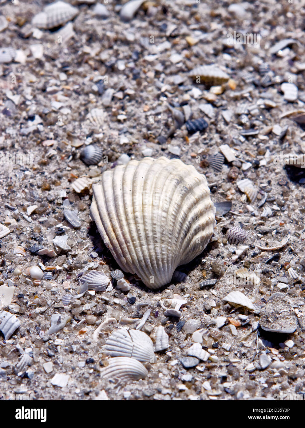 A sea shell in the sand on the beach Stock Photo - Alamy