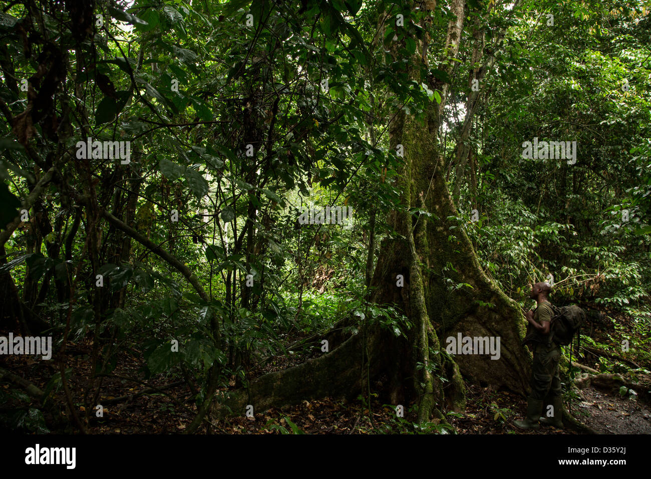 Congo Basin High Resolution Stock Photography and Images - Alamy