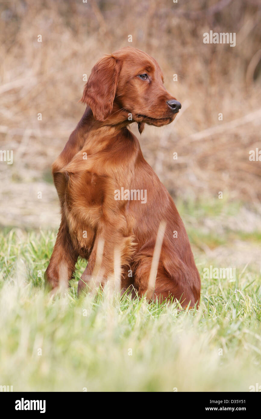 Dog Irish Setter / Red Setter puppy sitting in a field Stock Photo - Alamy