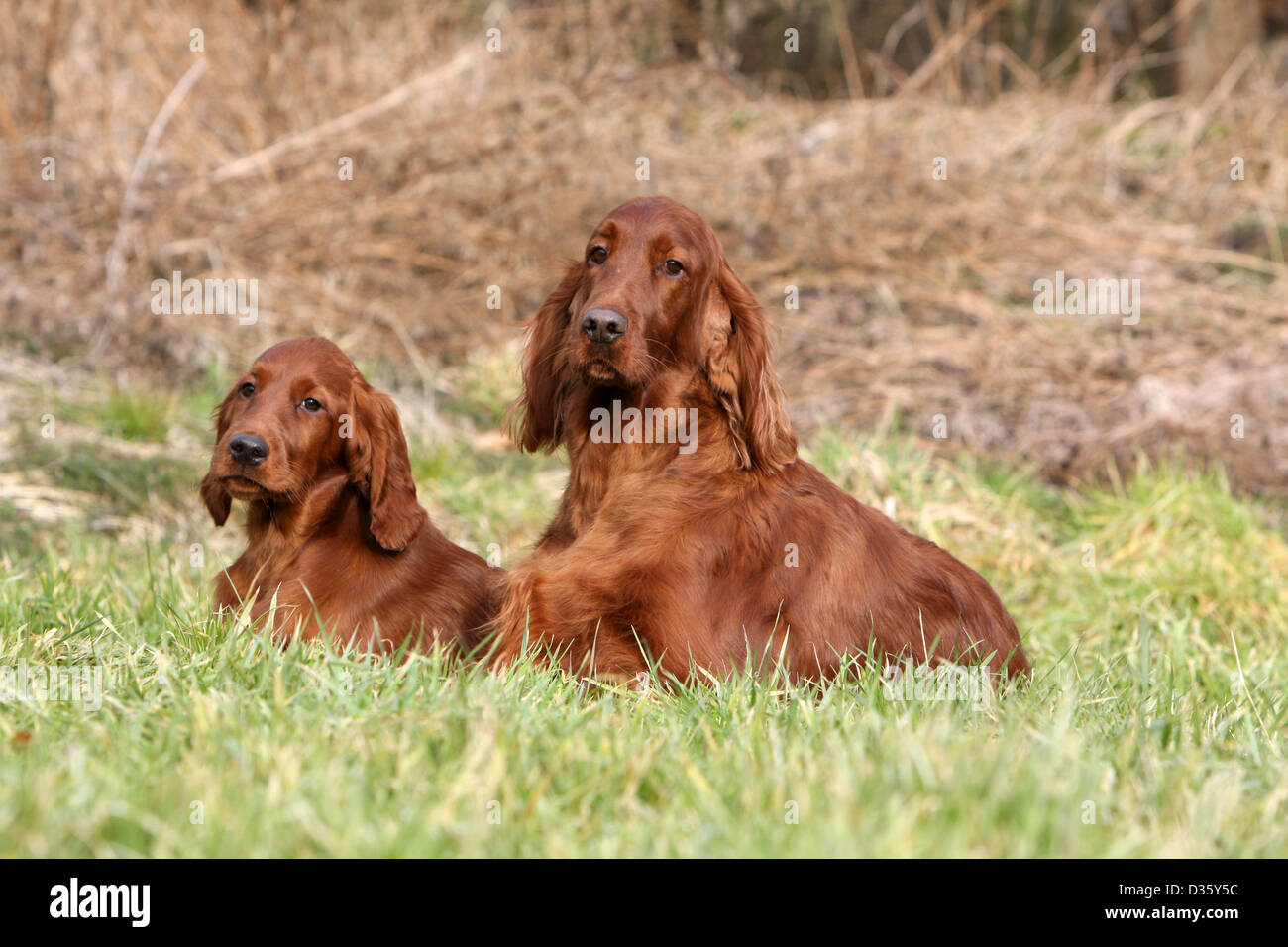 Dog Irish Setter / Red Setter adult and puppy lying in a meadow Stock ...