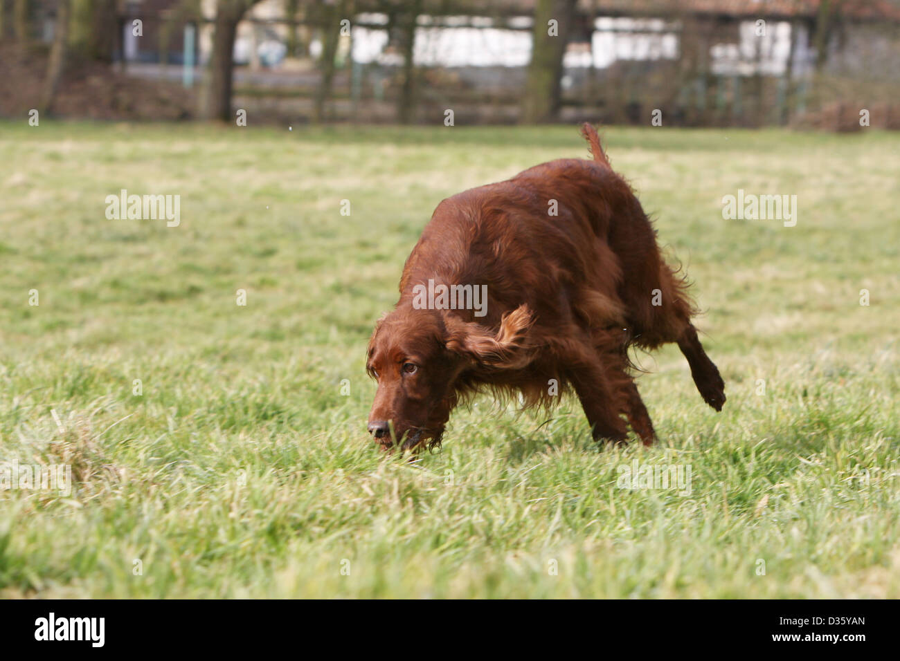Dog Irish Setter / Red Setter adult running in a meadow Stock Photo - Alamy