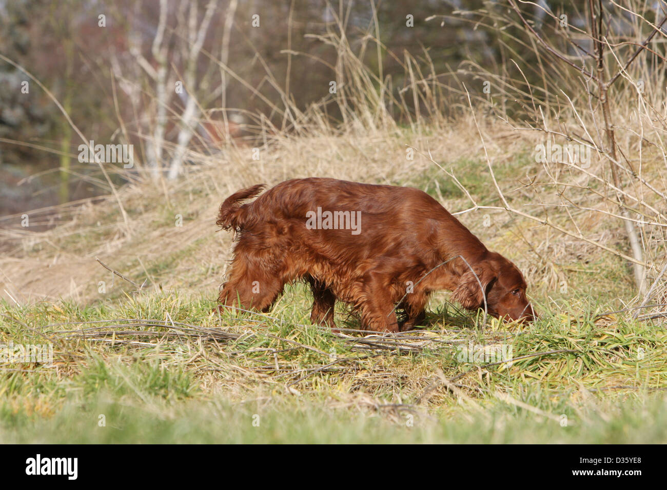 Red setter nose hi-res stock photography and images - Alamy