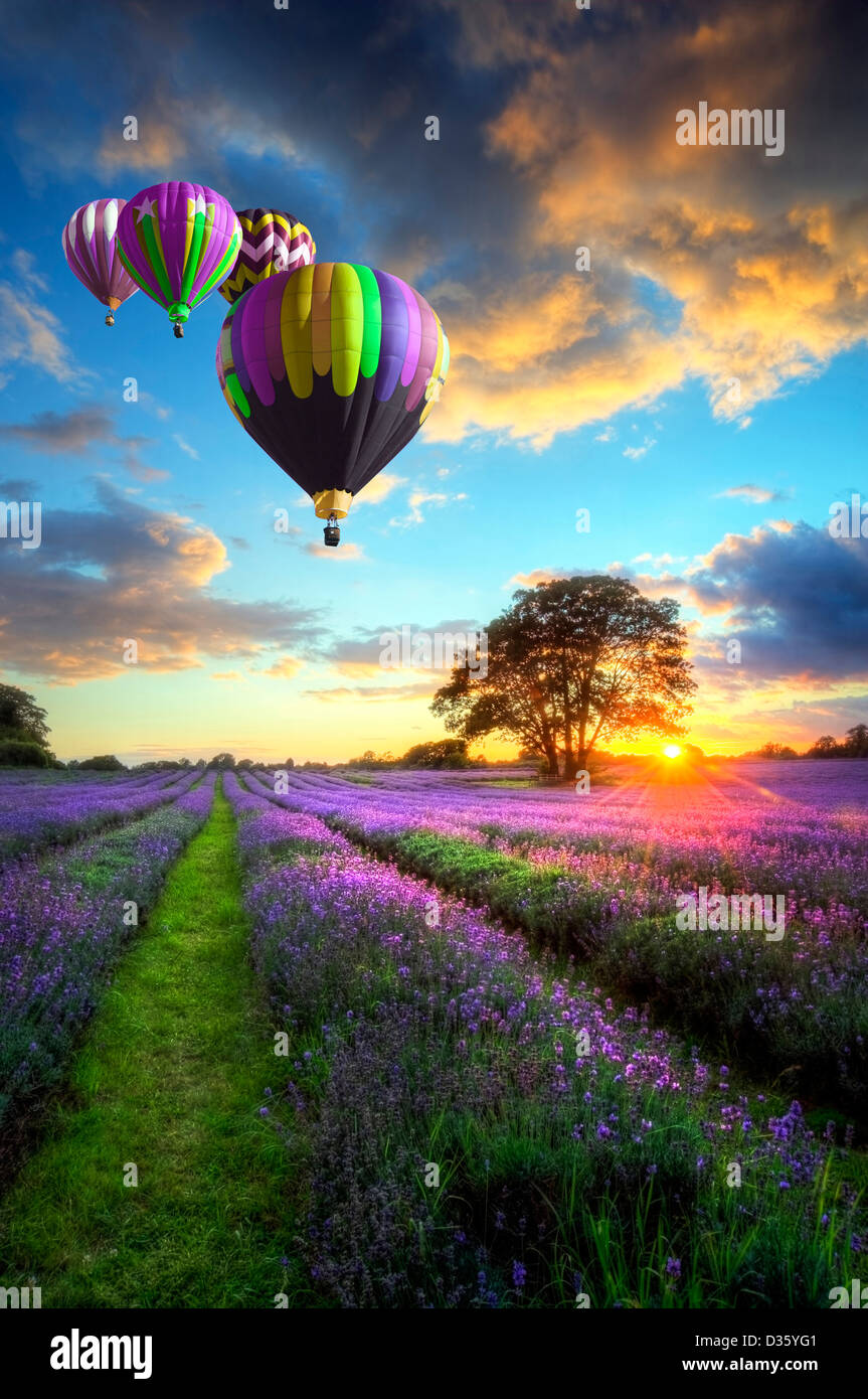Hot air balloons flying over beautiful lavender fields during stunning ...