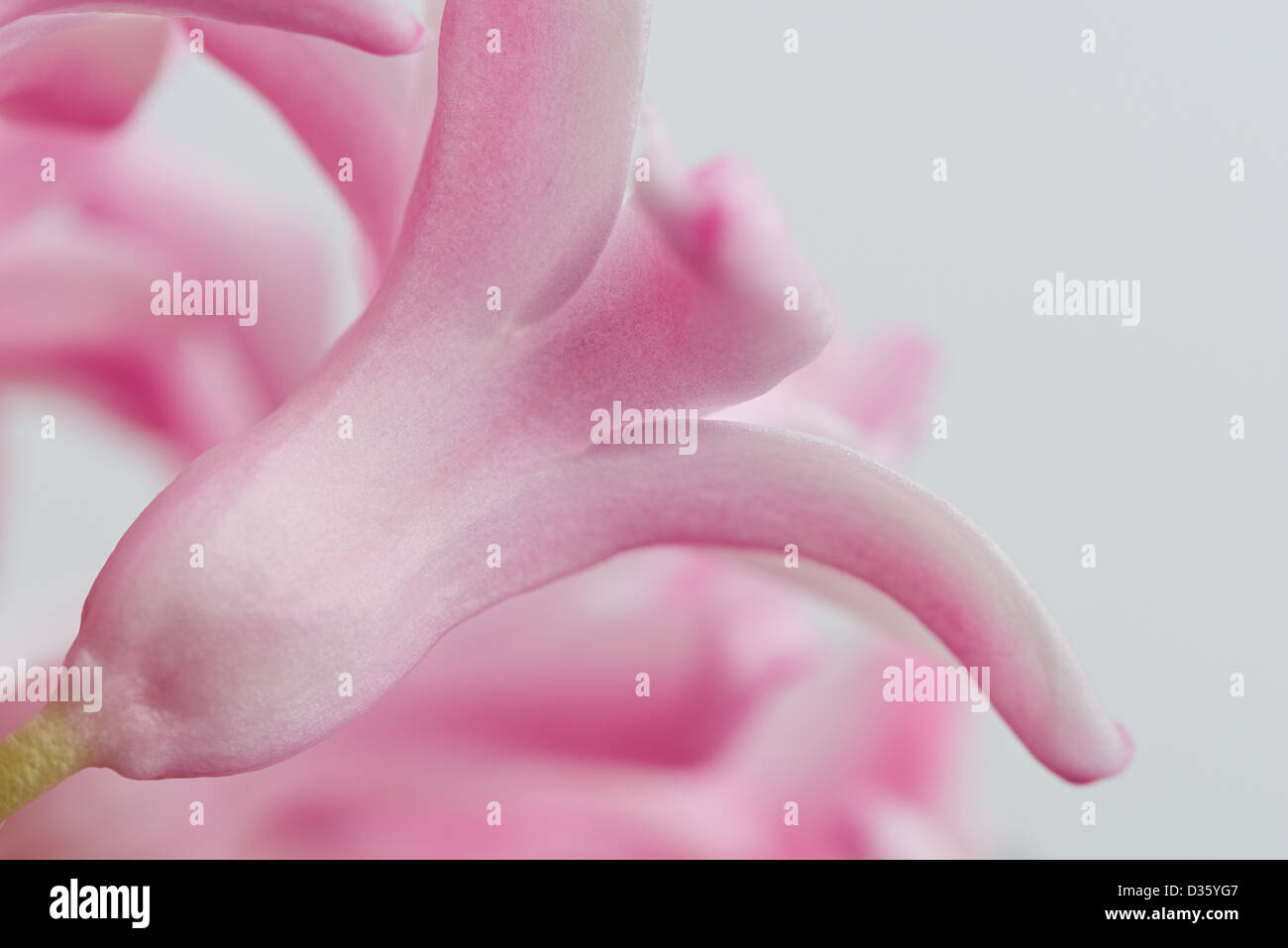 Elongated petal structure hi-res stock photography and images - Alamy