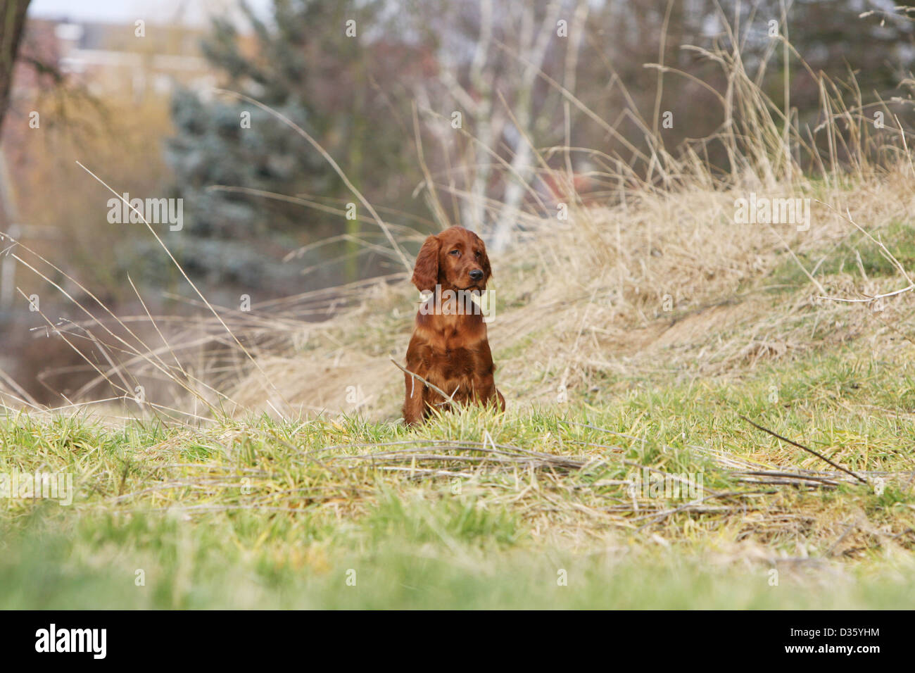 Dog Irish Setter / Red Setter puppy sitting in a field Stock Photo - Alamy