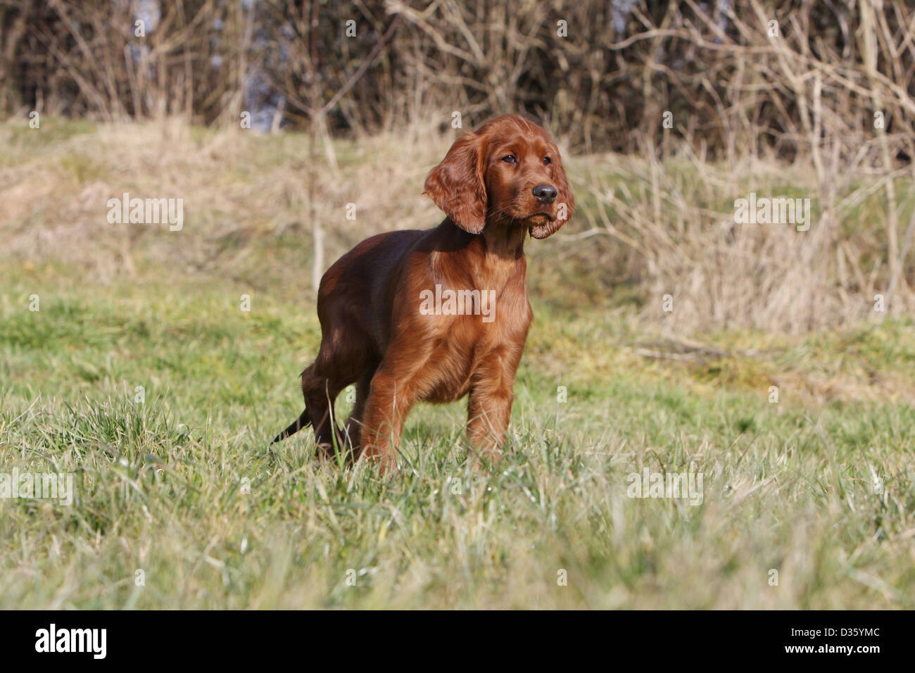 Dog Irish Setter / Red Setter puppy standing in a meadow Stock Photo ...