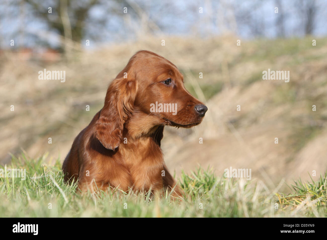 Dog Irish Setter / Red Setter puppy lying in a meadow Stock Photo - Alamy
