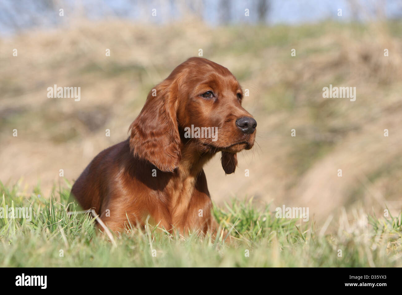 Dog Irish Setter / Red Setter puppy lying in a meadow Stock Photo - Alamy