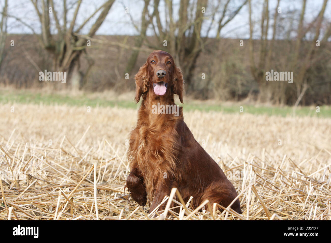 Dog Irish Setter / Red Setter adult sitting in a field Stock Photo - Alamy