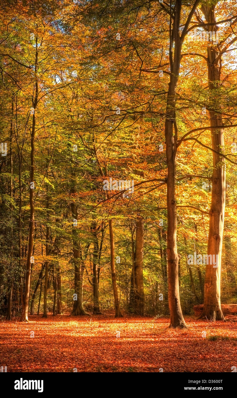 Beautiful landscape image of forest covered in Autumn Fall color ...