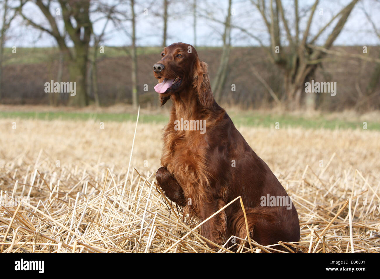 Dog Irish Setter / Red Setter adult sitting in a field Stock Photo - Alamy