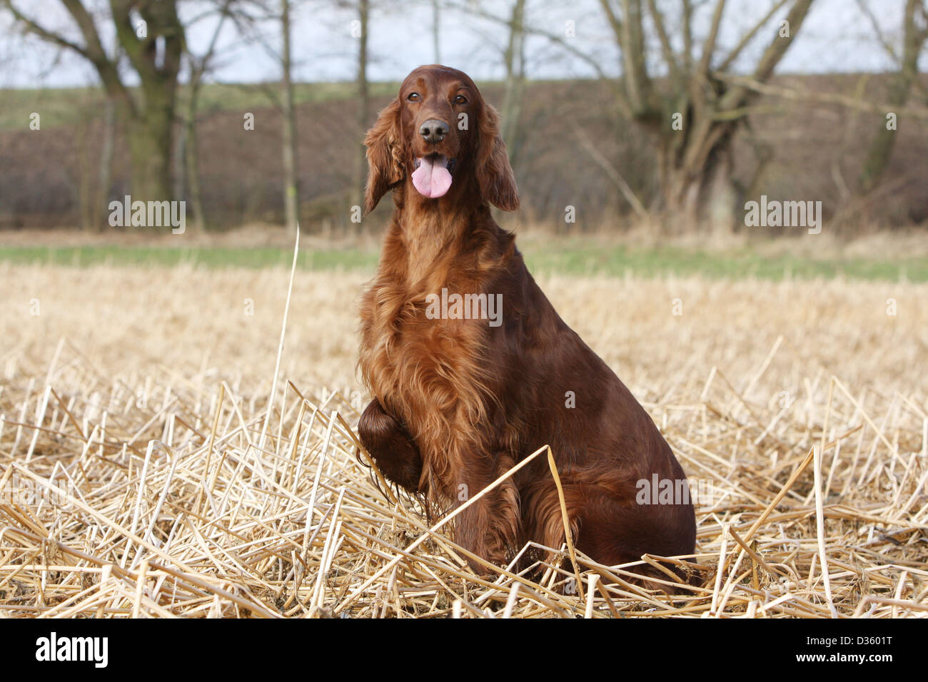 Dog Irish Setter / Red Setter adult sitting in a field Stock Photo - Alamy