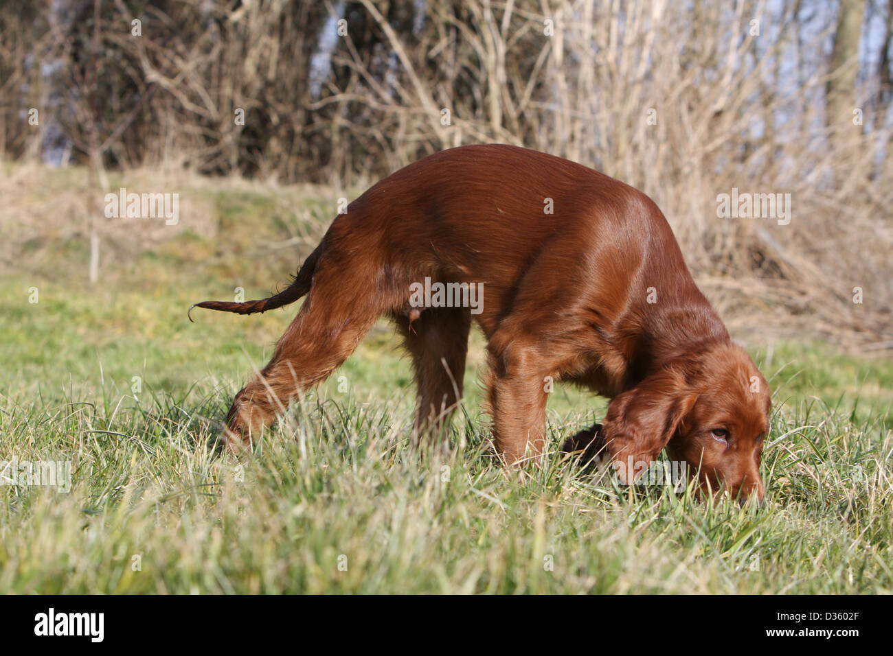 Red setter nose hi-res stock photography and images - Alamy
