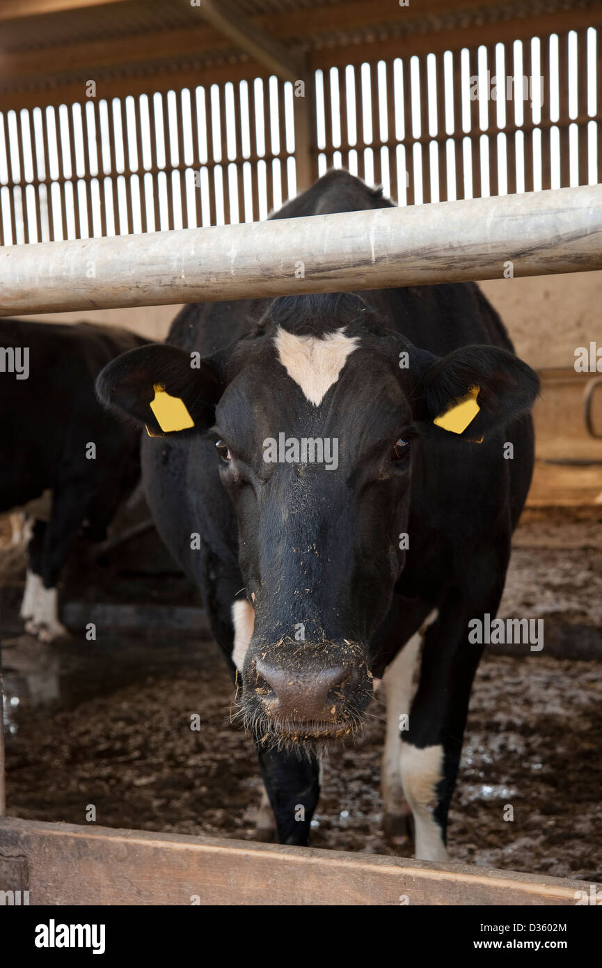 Cows waiting to be milked in milking shed on farm Stock Photo - Alamy