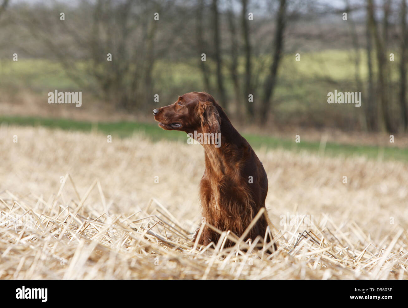 Dog Irish Setter / Red Setter adult standing in a field Stock Photo - Alamy