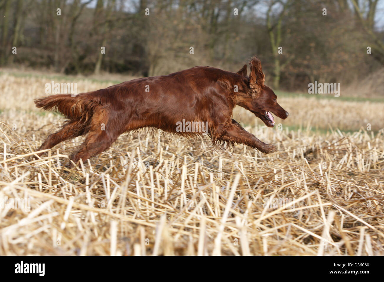 Dog Irish Setter / Red Setter adult running in a field Stock Photo - Alamy