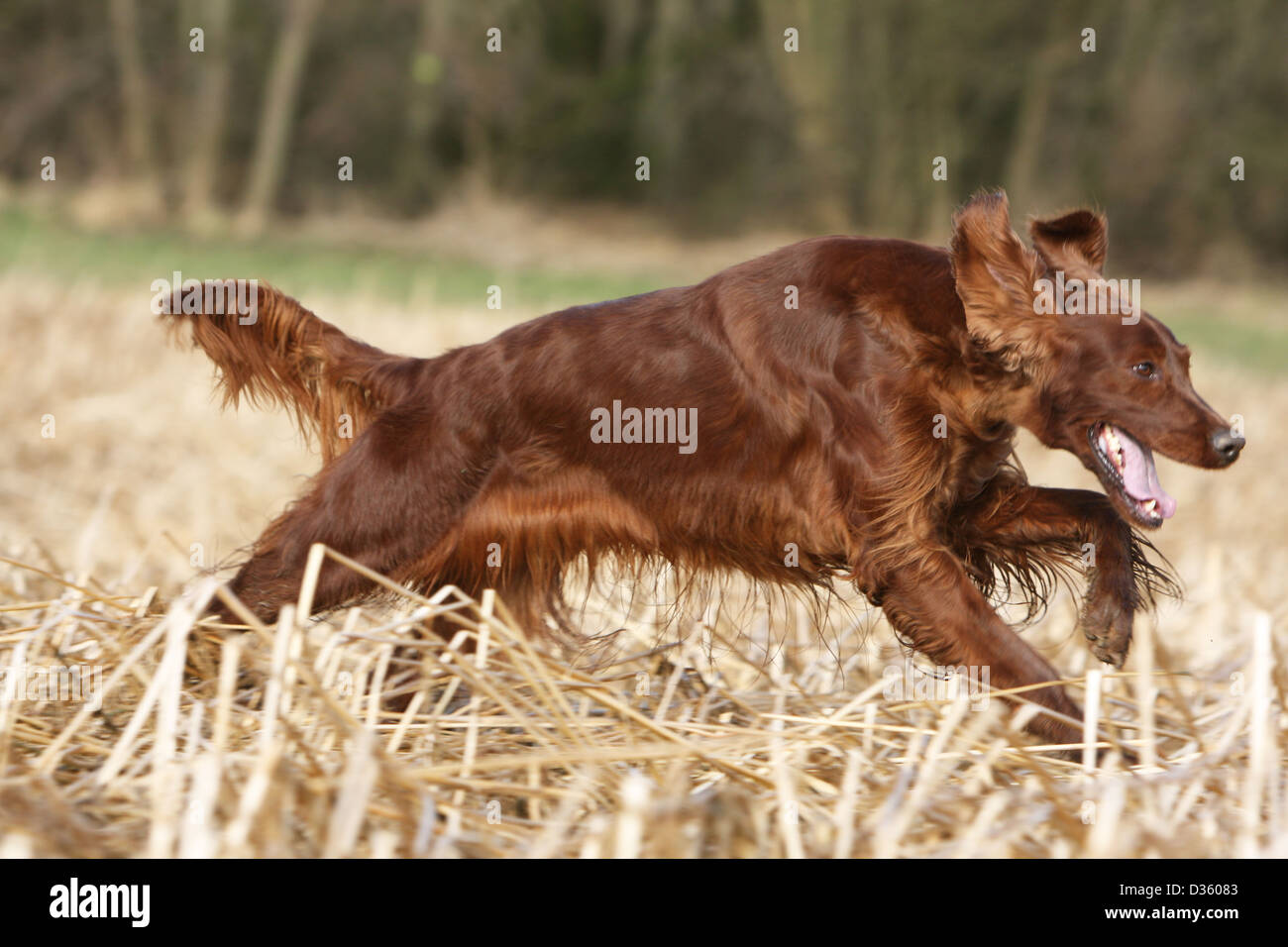 Dog Irish Setter / Red Setter adult running in a field Stock Photo - Alamy