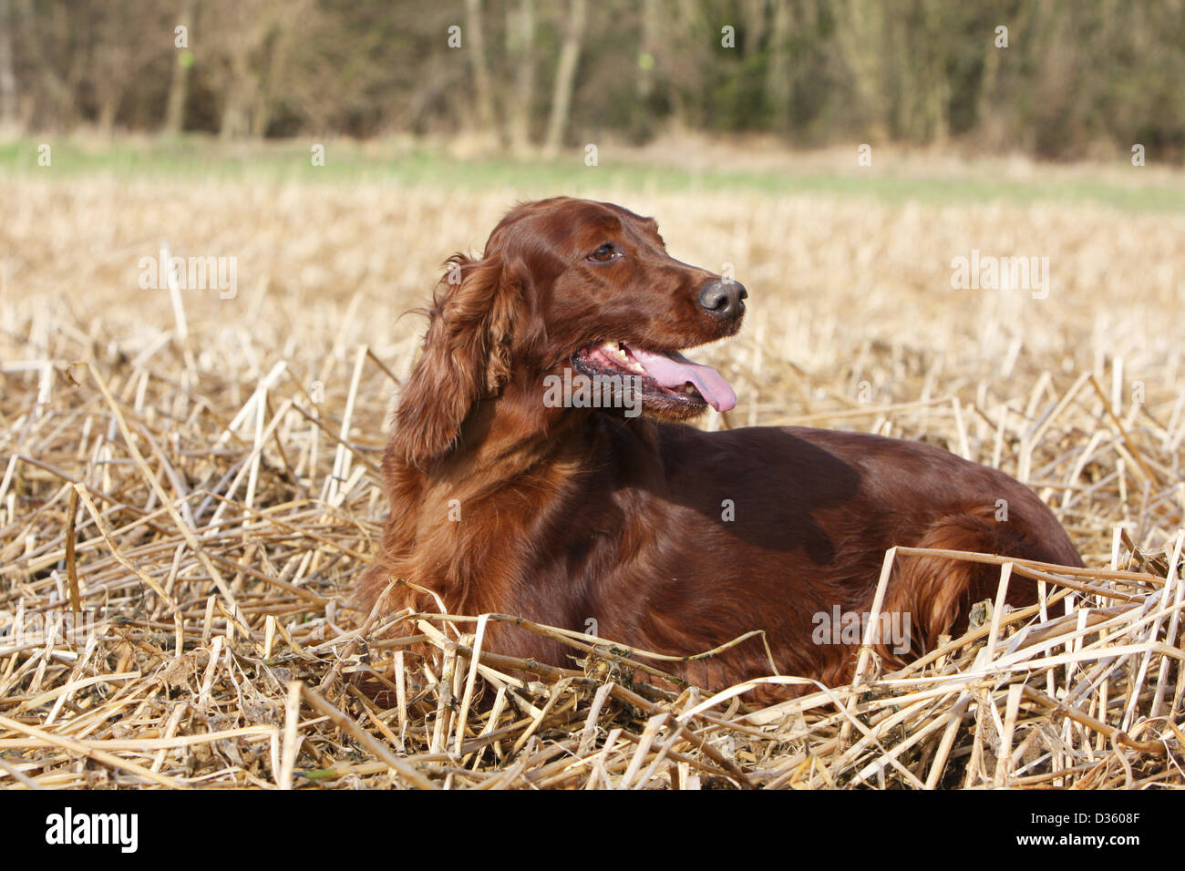 Dog Irish Setter / Red Setter adult lying in a field Stock Photo - Alamy