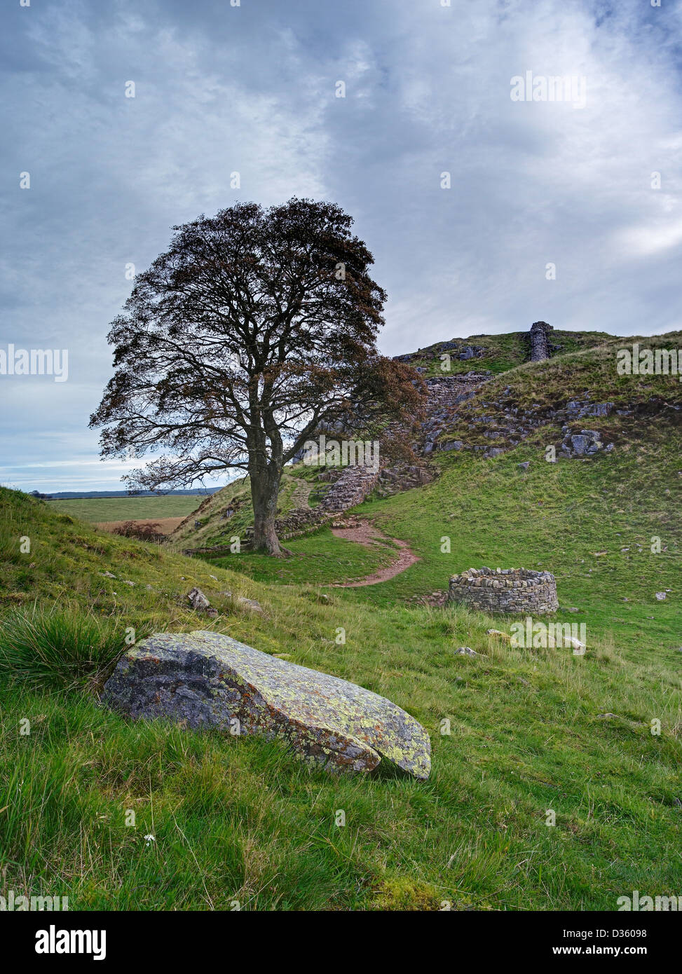 Sycamore Gap or Robin Hood’s tree on the Roman wall not far from Twice ...