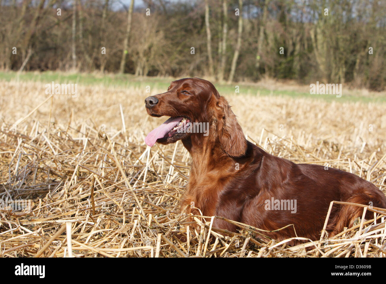 Dog Irish Setter / Red Setter adult lying in a field Stock Photo - Alamy