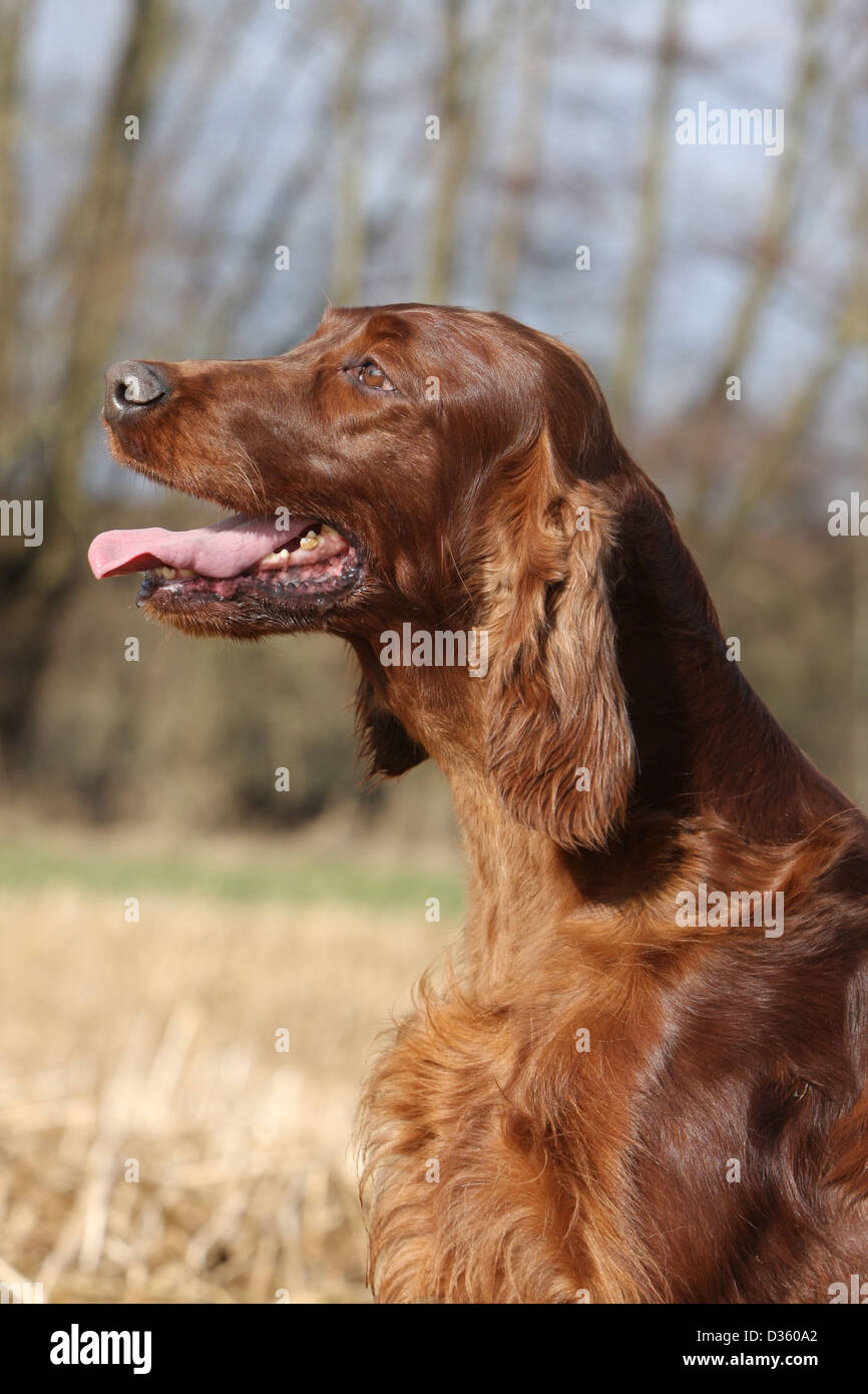 Dog Irish Setter / Red Setter adult portrait Stock Photo - Alamy
