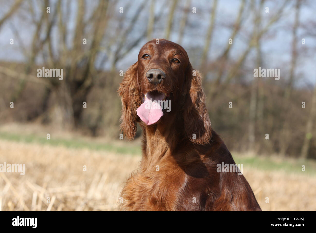 Dog Irish Setter / Red Setter adult portrait Stock Photo - Alamy
