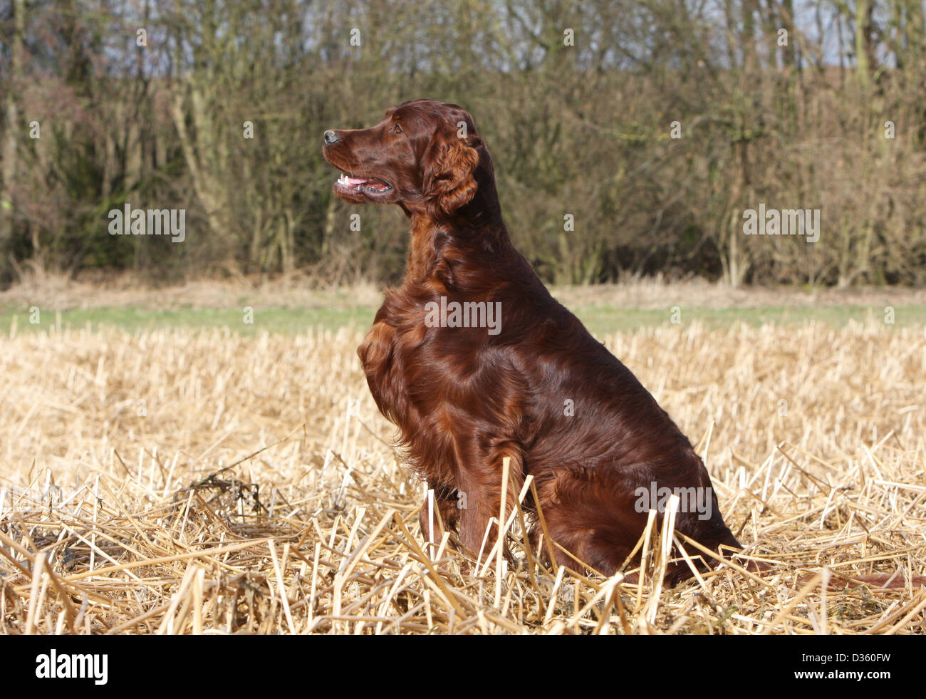 Sitting red irish setter hi-res stock photography and images - Alamy