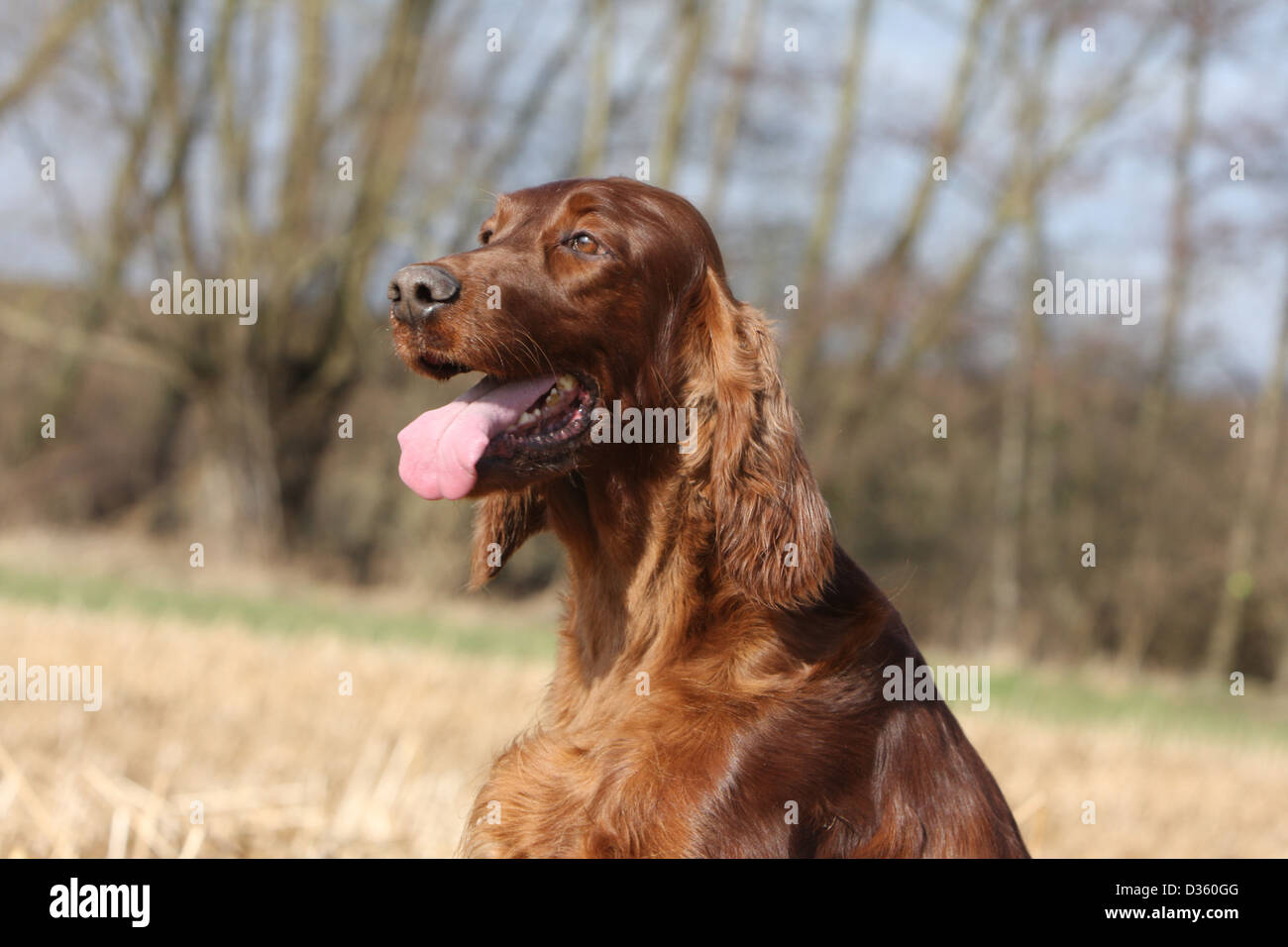 Dog Irish Setter / Red Setter adult portrait Stock Photo - Alamy