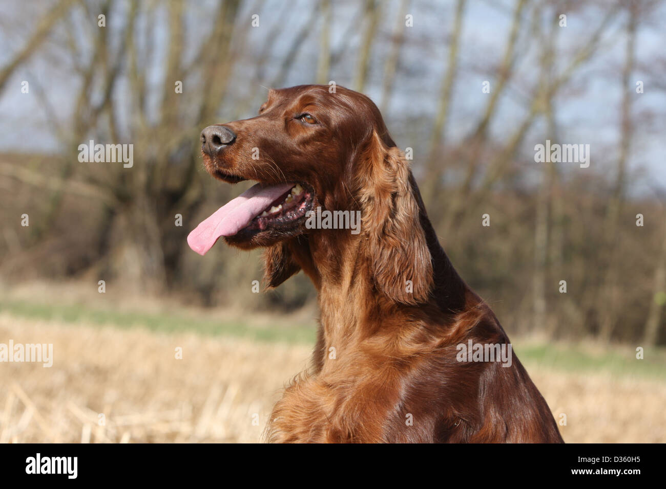 Dog Irish Setter / Red Setter adult portrait Stock Photo - Alamy