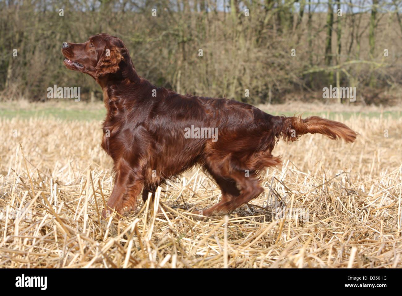 Dog Irish Setter / Red Setter adult standing profile in a field Stock ...